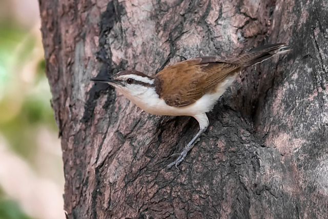 Foto garrincha-dos-lhanos (Campylorhynchus griseus) Por Jorge D. Pavani ...