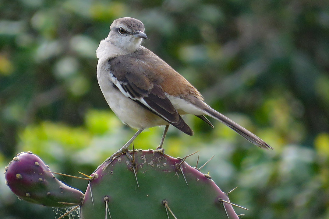 Foto calhandra-de-três-rabos (Mimus triurus) Por Luísa Garcia | Wiki ...