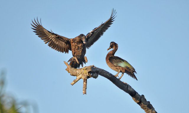 Foto pato-do-mato (Cairina moschata) Por Fausto Araújo | Wiki Aves - A ...