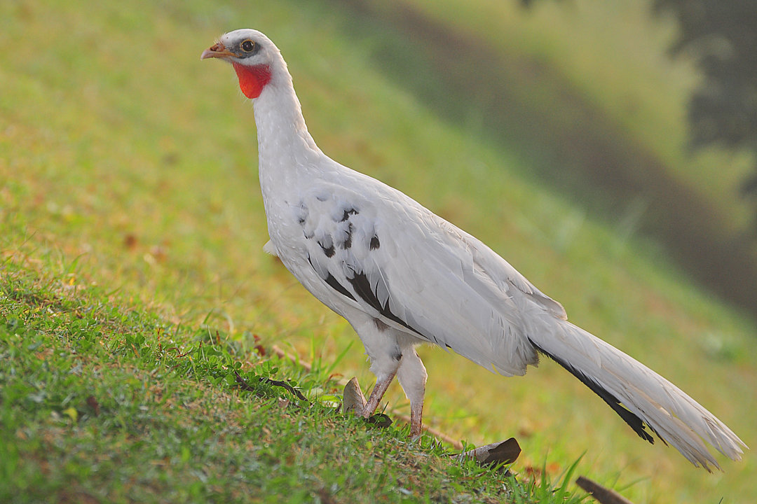 Foto jacuguaçu (Penelope obscura) Por Reni Santos | Wiki Aves - A ...