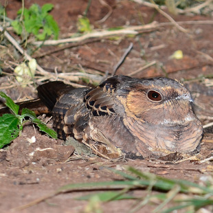 bacurau (Nyctidromus albicollis) | WikiAves - A Enciclopédia das Aves ...