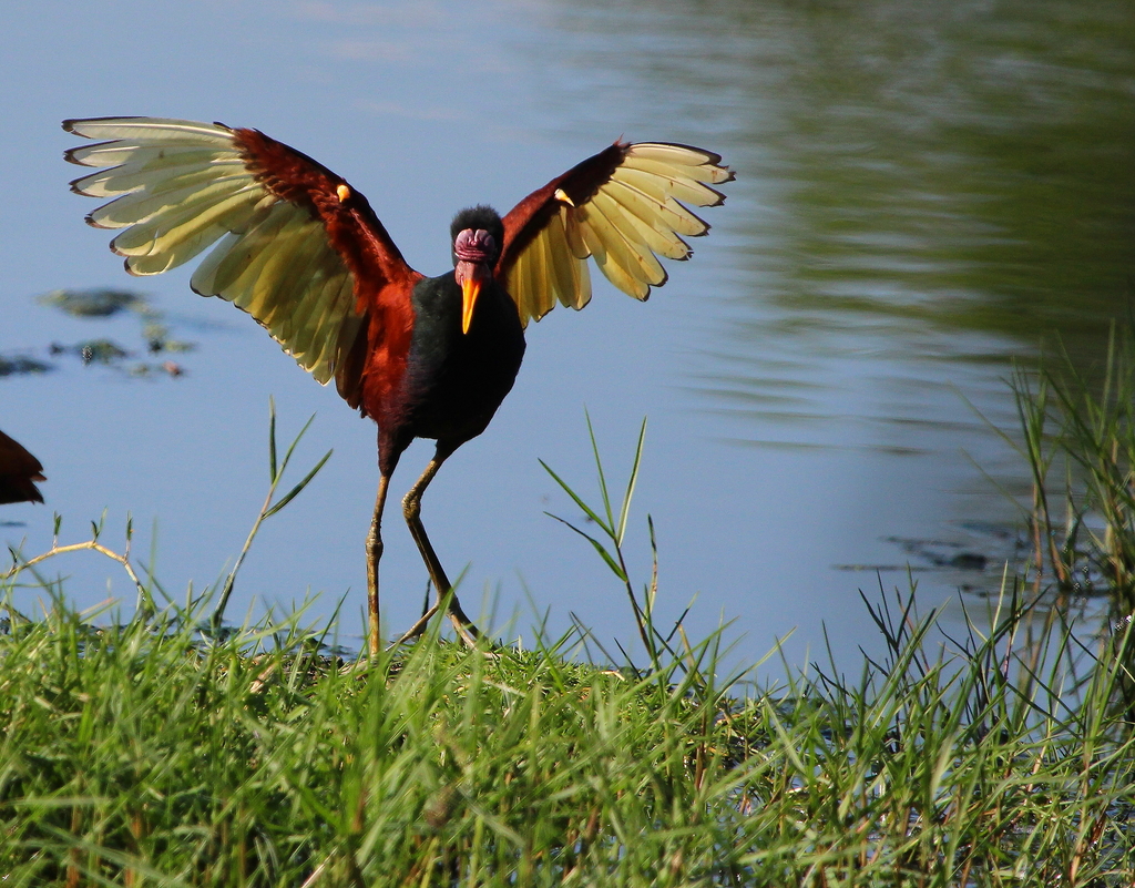 Foto jaçanã (Jacana jacana) Por Gustavo V. Barcellos | Wiki Aves - A ...