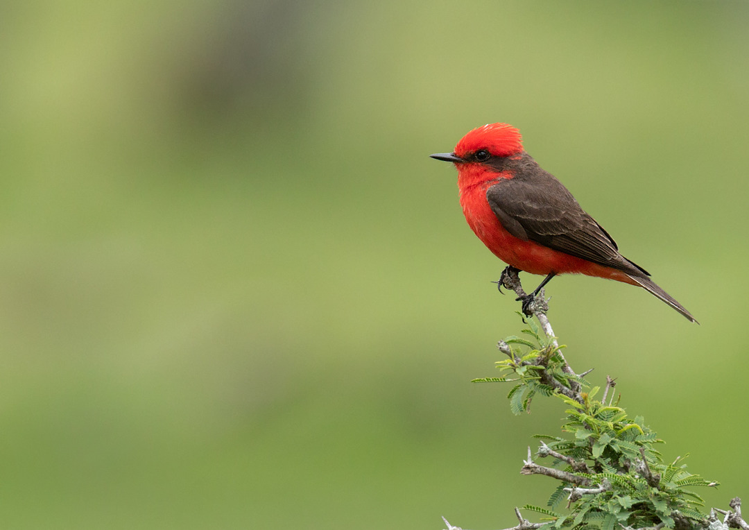 Foto príncipe (Pyrocephalus rubinus) Por Marco Cruz | Wiki Aves - A ...