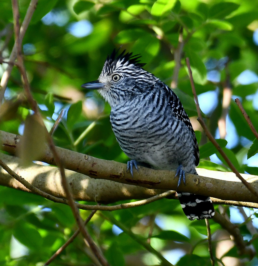 Foto choca-barrada (Thamnophilus doliatus) Por Eliane Zaltman | Wiki ...