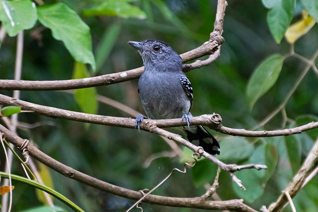 Foto choca-da-mata (Thamnophilus caerulescens) Por Thiago Martins ...