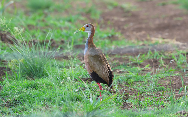 Foto saracuruçu (Aramides ypecaha) Por Ana Aquino | Wiki Aves - A ...