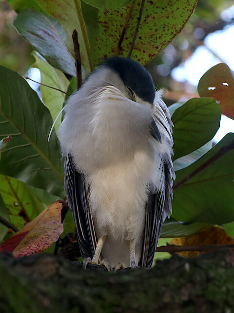 Foto socó-dorminhoco (Nycticorax nycticorax) Por Thiago Pinheiro Rosa ...