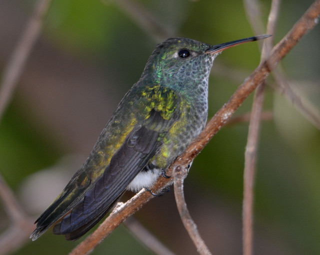 Foto beija-flor-de-peito-azul (Chionomesa lactea) Por Amaury Pimenta ...