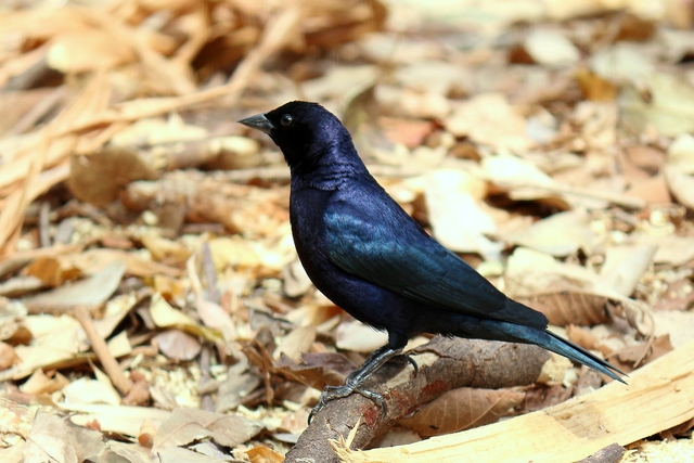 Foto chupim (Molothrus bonariensis) Por Gilmar Barros | Wiki Aves - A ...