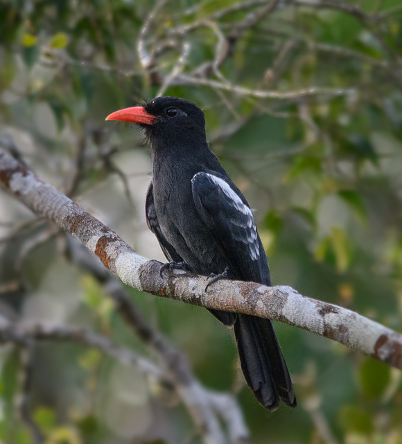 chora-chuva-de-asa-branca (Monasa atra) | WikiAves - A Enciclopédia das ...