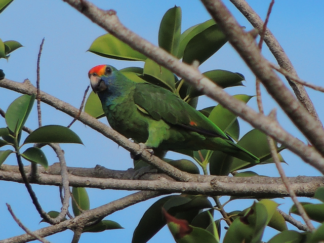 Foto chauá (Amazona rhodocorytha) Por Teobaldo Gaede | Wiki Aves - A ...