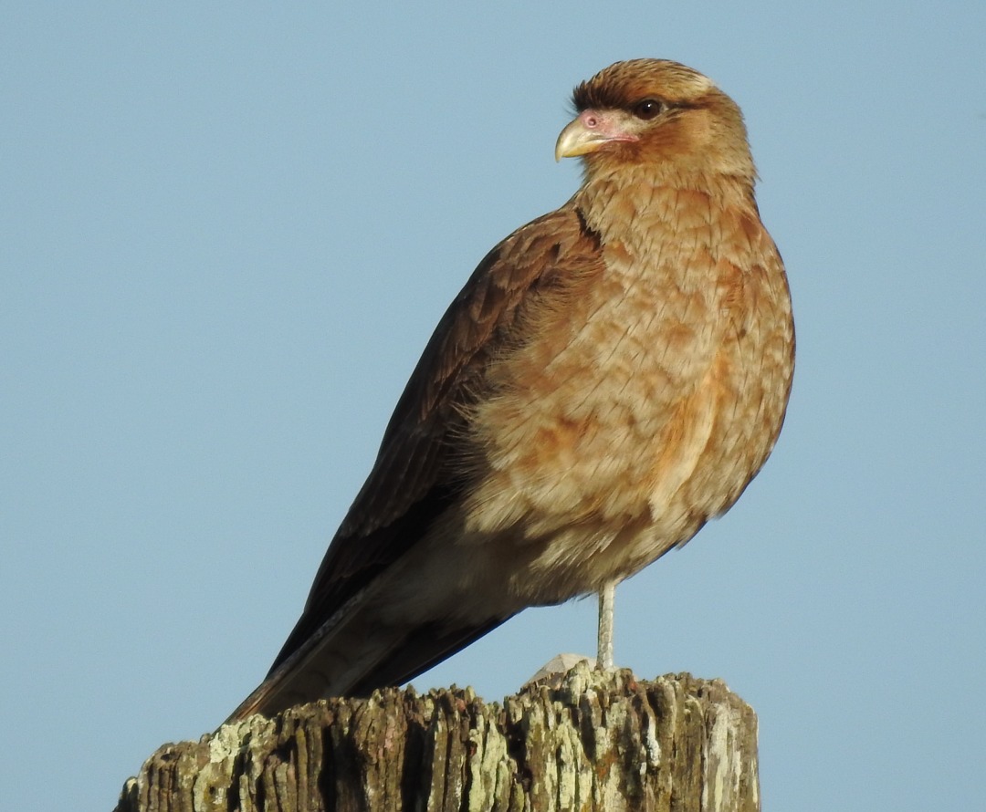 Foto chimango (Milvago chimango) Por Claudio Cesar | Wiki Aves - A ...