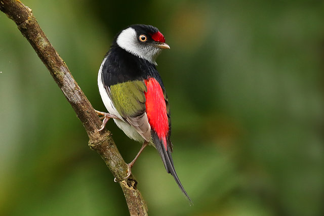 tangarazinho (Ilicura militaris) | WikiAves - A Enciclopédia das Aves ...