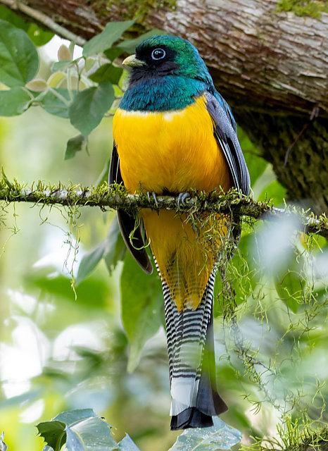 Foto surucuá-dourado (Trogon chrysochloros) Por Fabio Duarte | Wiki Aves - A Enciclopédia das ...