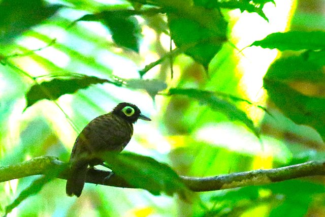 Foto mãe-de-taoca-arlequim (Rhegmatorhina berlepschi) Por Leonardo ...