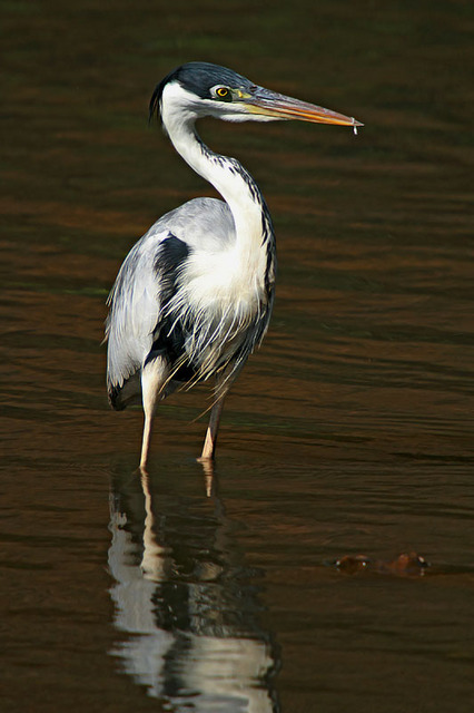 garça-moura (Ardea cocoi) | WikiAves - A Enciclopédia das Aves do Brasil