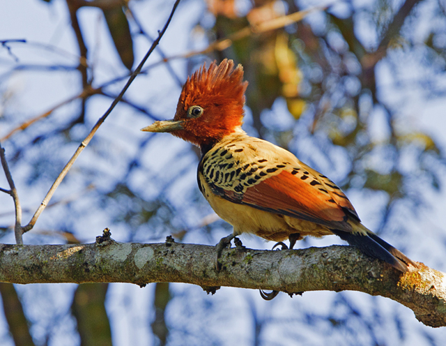 Picinae | WikiAves - A Enciclopédia das Aves do Brasil