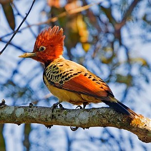 Piciformes | WikiAves - A Enciclopédia das Aves do Brasil