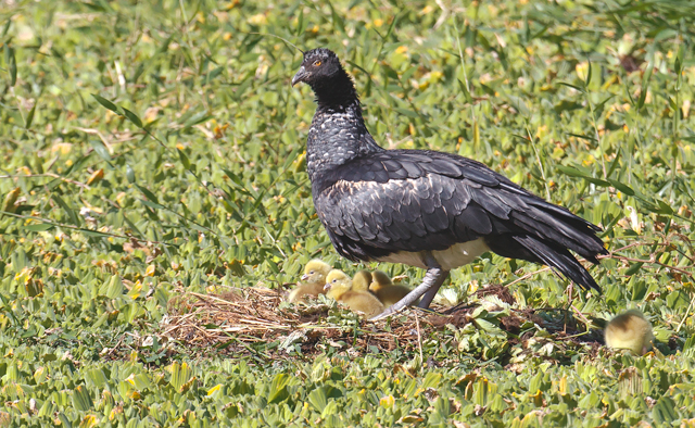 Foto anhuma (Anhima cornuta) Por Júlio Silveira | Wiki Aves - A ...