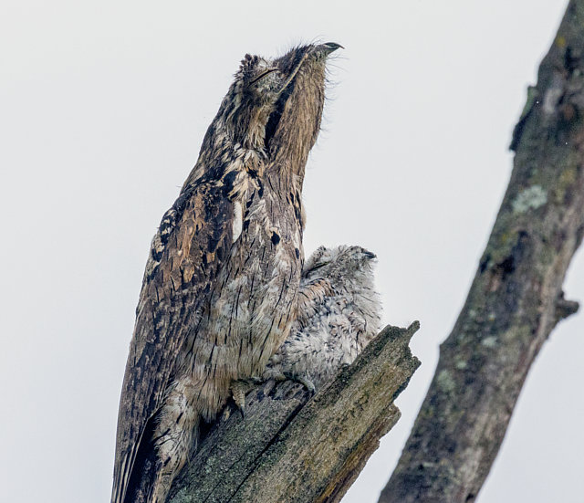 Foto urutau (Nyctibius griseus) Por Mario Candeias | Wiki Aves - A ...