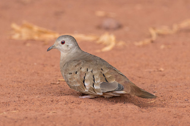 Foto rolinha-roxa (Columbina talpacoti) Por Luiz Frare | Wiki Aves - A ...