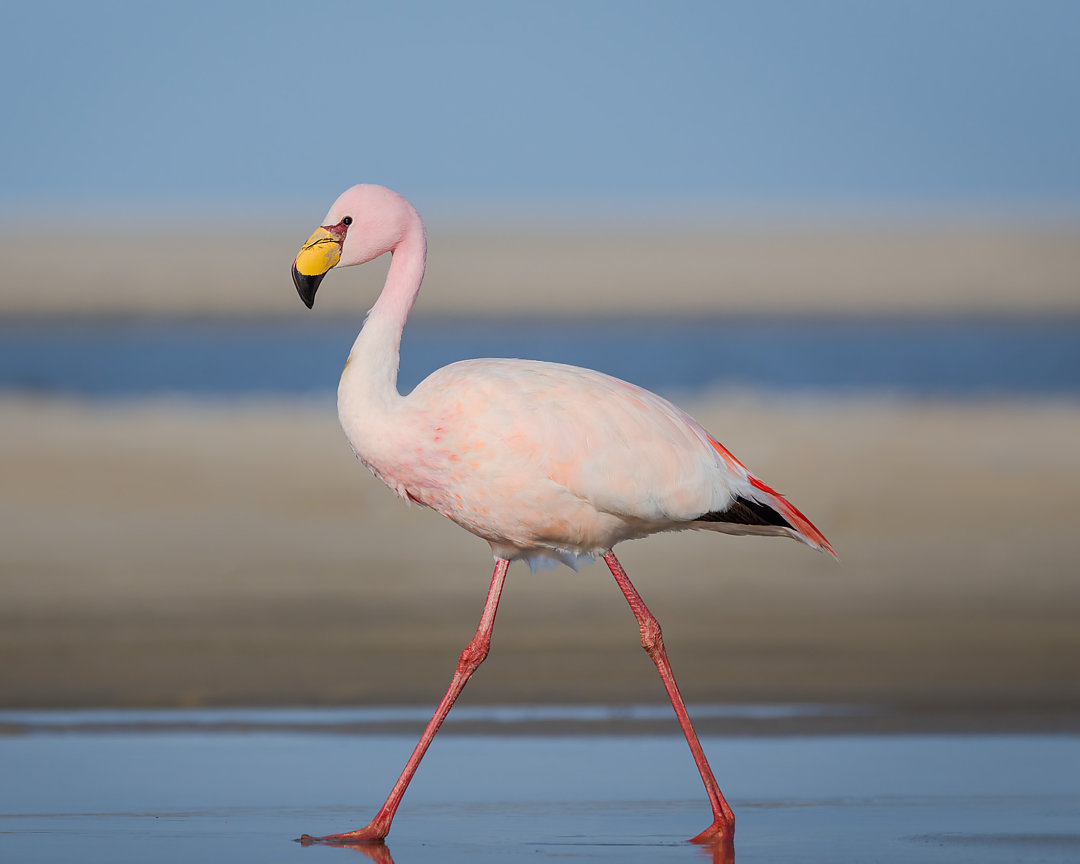 Foto flamingo-da-puna (Phoenicoparrus jamesi) Por Wilson Mallmann ...