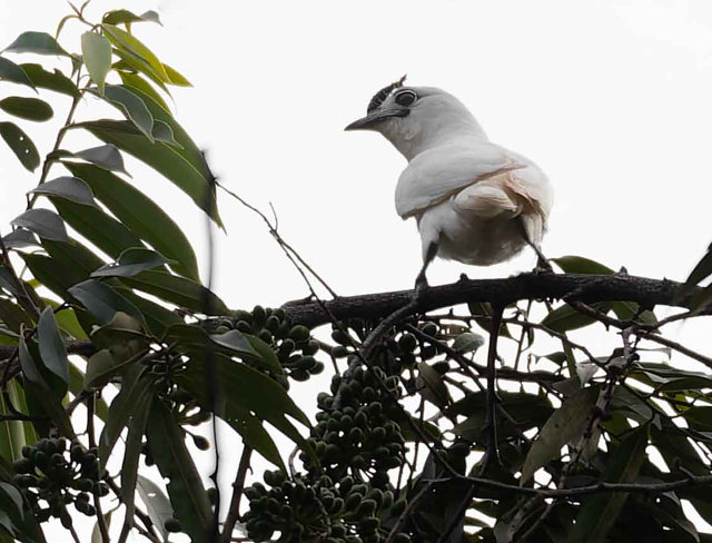 Foto araponga-da-amazônia (Procnias albus) Por Gustavo Soares de ...