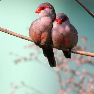 Estrildidae | WikiAves - A Enciclopédia das Aves do Brasil