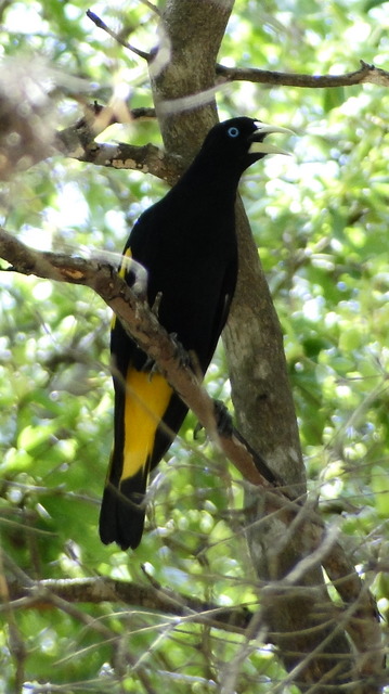 Foto xexéu (Cacicus cela) Por Arnaldo Bruno | Wiki Aves - A ...