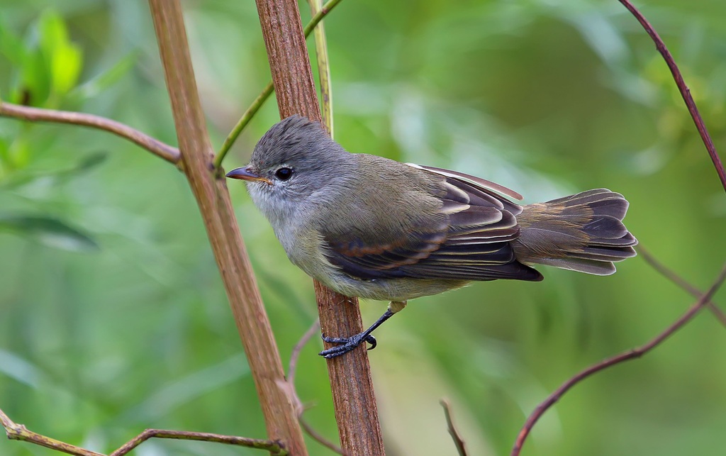 Foto risadinha (Camptostoma obsoletum) Por Éliton Sloma. | Wiki Aves ...