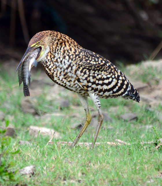 socó-boi (Tigrisoma lineatum) | WikiAves - A Enciclopédia das Aves do ...