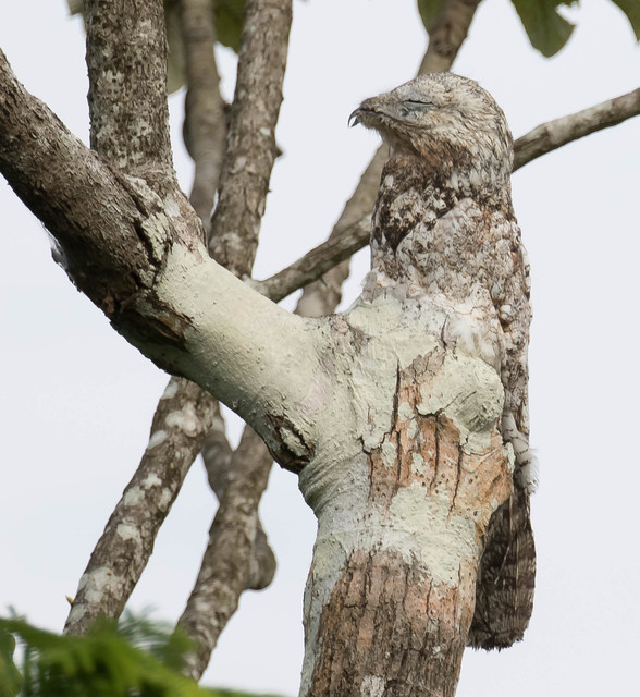 Foto urutau-grande (Nyctibius grandis) Por Eduardo Fernandes 2 | Wiki ...