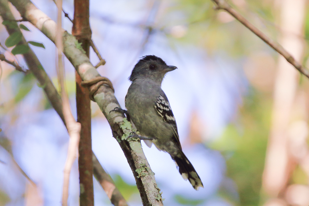 Foto choca-do-planalto (Thamnophilus pelzelni) Por Aline da Hora | Wiki ...