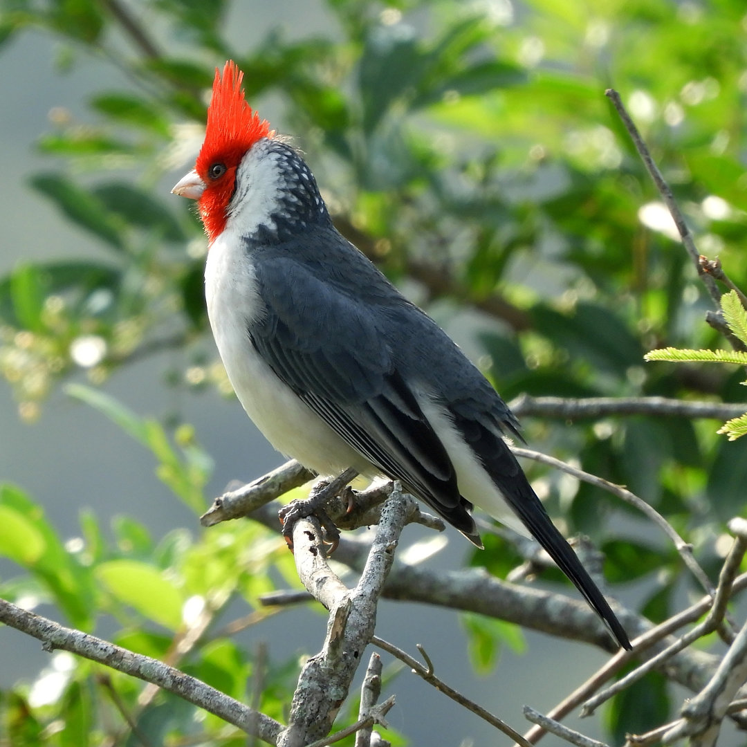 Foto cardeal (Paroaria coronata) Por Herman Hensberge | Wiki Aves - A ...