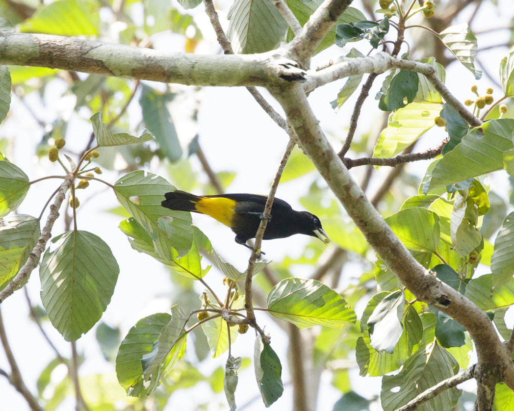 Foto xexéu (Cacicus cela) Por Silvia Faustino Linhares | Wiki Aves - A ...