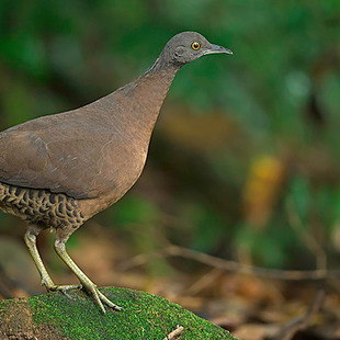 Tinamiformes | WikiAves - A Enciclopédia das Aves do Brasil