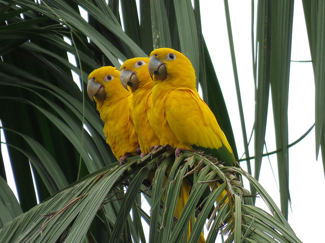 Foto ararajuba (Guaruba guarouba) Por Cidolar Ferreira | Wiki Aves - A ...