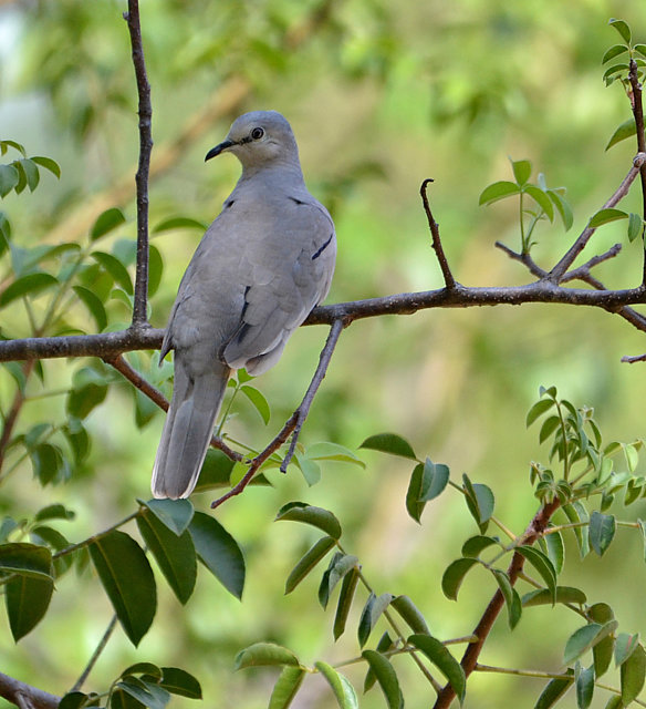 Foto rolinha-picuí (Columbina picui) Por Luciano Moura | Wiki Aves - A ...