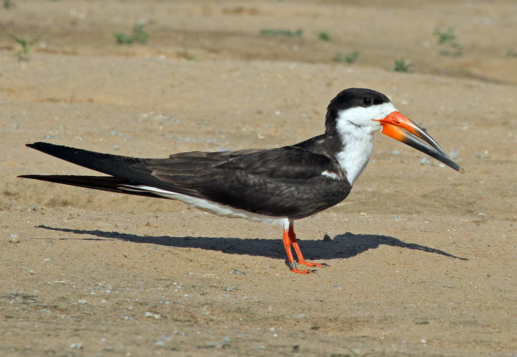 Foto talha-mar (Rynchops niger) Por Jacek Kisielewski | Wiki Aves - A ...