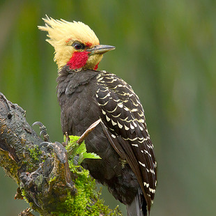 Picidae | WikiAves - A Enciclopédia das Aves do Brasil