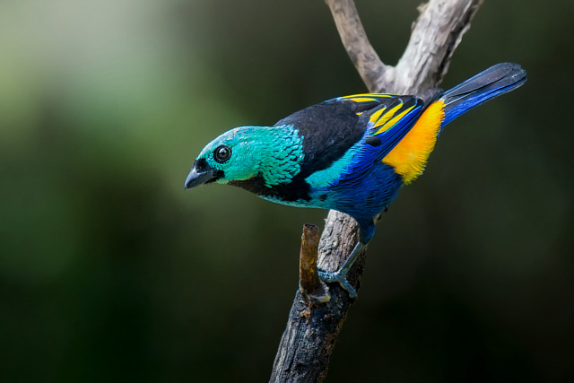 Foto saíra-pintor (Tangara fastuosa) Por Lucas_Carvalho | Wiki Aves - A ...