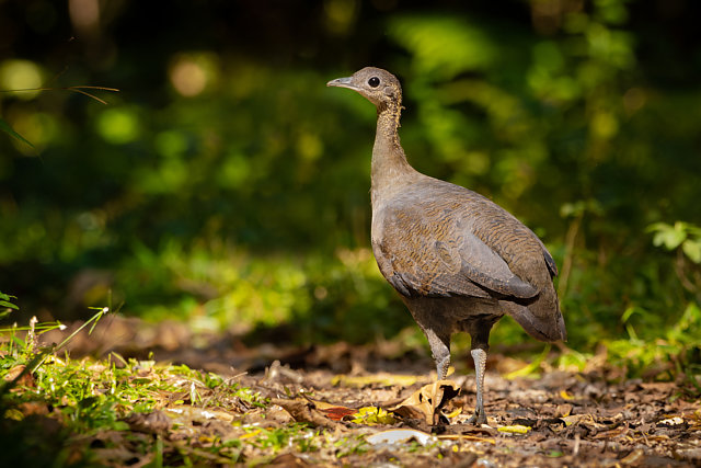 Foto macuco (Tinamus solitarius) Por Ernani Knupfer | Wiki Aves - A ...