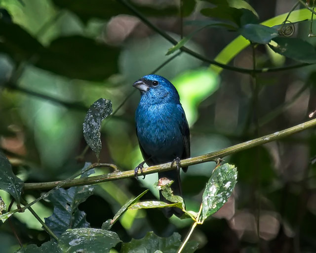 Foto azulinho (Cyanoloxia glaucocaerulea) Por Amaury Pimenta | Wiki ...