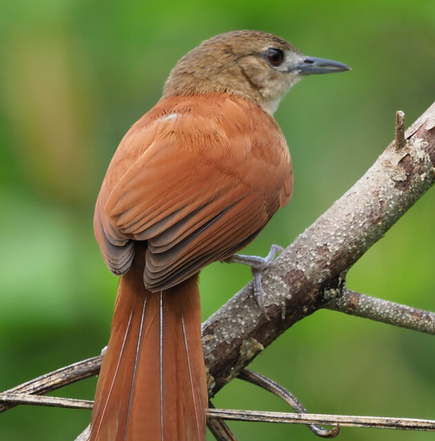 Foto joão-do-araguaia (Synallaxis simoni) Por Laurent Quéno | Wiki Aves ...