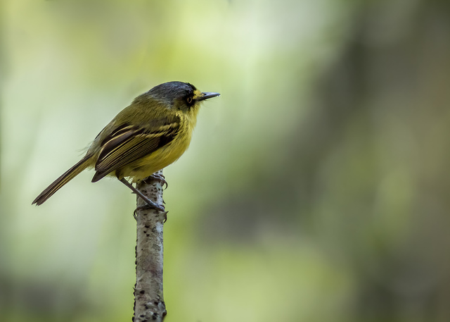 Foto teque-teque (Todirostrum poliocephalum) Por Kacau Oliveira | Wiki ...