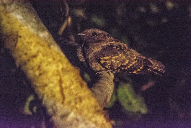 Foto bacurau (Nyctidromus albicollis) Por Carlos Moreira | Wiki Aves ...