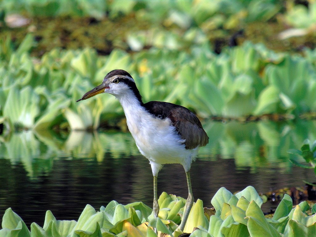 Foto jaçanã (Jacana jacana) Por Varly Braghieri | Wiki Aves - A ...