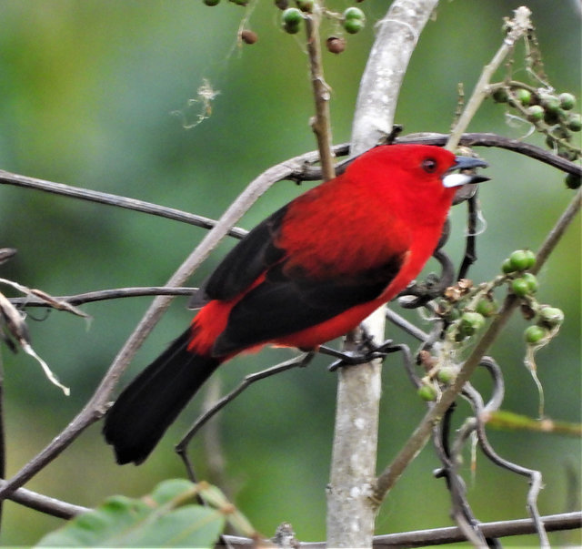 Foto tiê-sangue (Ramphocelus bresilia) Por Maurício Weingärtner | Wiki ...
