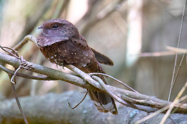 Foto bacurau-ocelado (Nyctiphrynus ocellatus) Por Mario Polidoro | Wiki ...