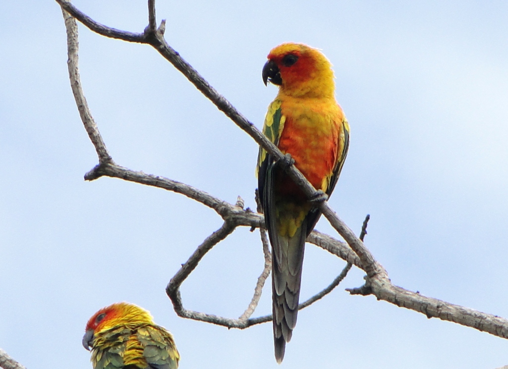 Foto cacaué (Aratinga maculata) Por Luciano Faria | Wiki Aves - A ...